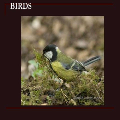 Birds (Science Grade 5) | PPT