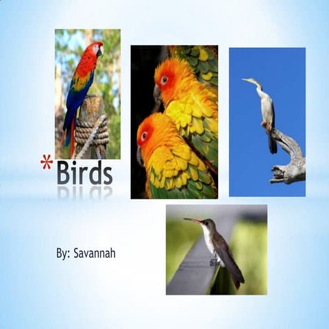 BIRDS | PDF