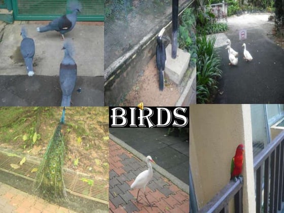 Flight Mechanism in Birds | PPT