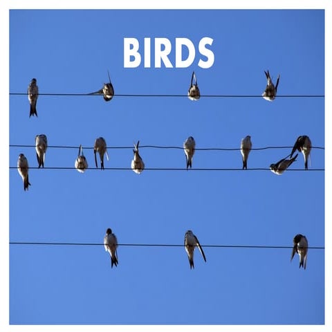 BIRDS | PPT
