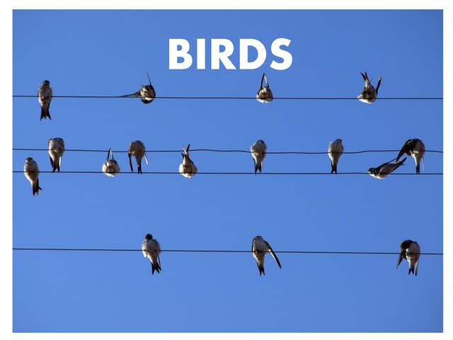 Birds ppt | PPTX