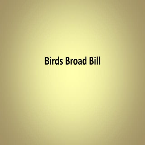 Birds broad bill | PPTX