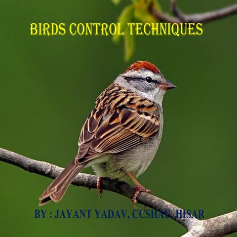 Birds control techniques | PPT