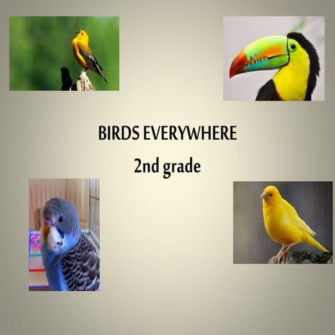 Birds basic vocabulary | PPT