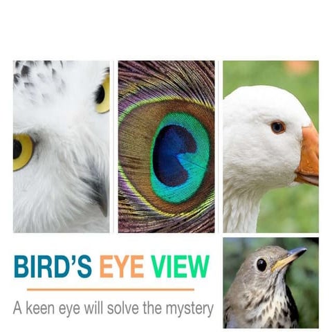 Bird's Eye View Powerpoint Game | PPTX