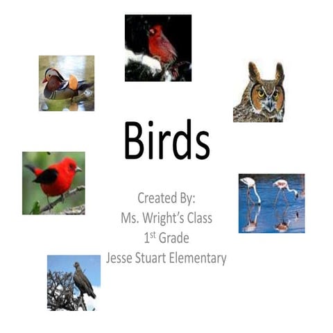 Birds Group | PPTX