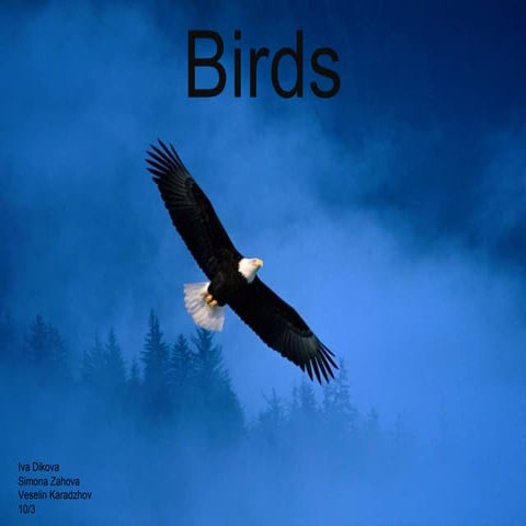 Birds ppt | PPTX