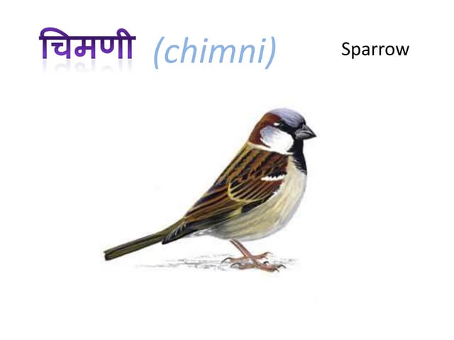 Wild Animals in marathi | PPTX