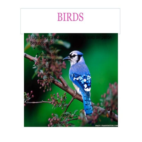 Birds Presentation | ODP | Birdwatching | Hobbies & Interests
