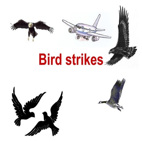 Bird Strikes | PPS | Birdwatching | Hobbies & Interests