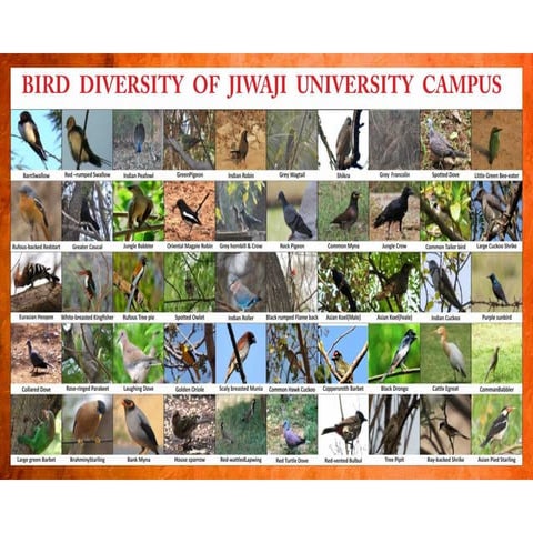 Avifaunal diversity of University Campus | PPTX