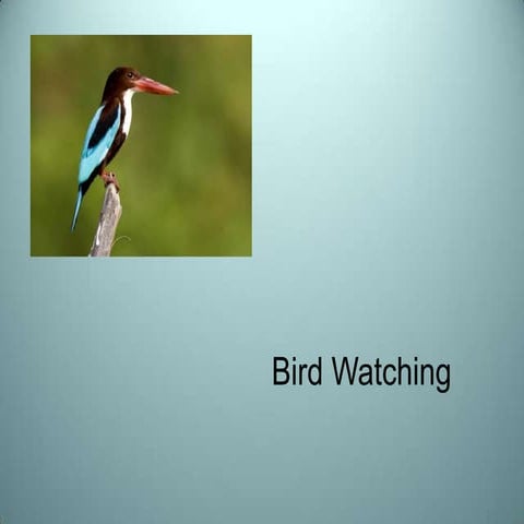Bird watching | PPTX