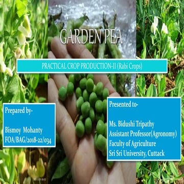Garden pea-Bismoy Mohanty | PPTX