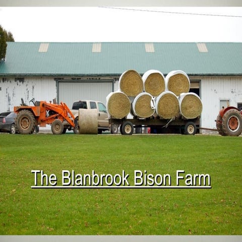 Bison Farm Slideshow 2 P Pt | PPT