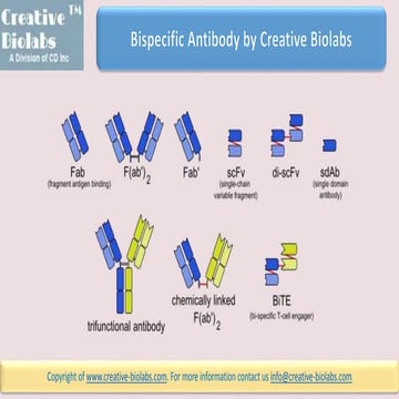 Bispecific antibody by creative biolabs | PPTX