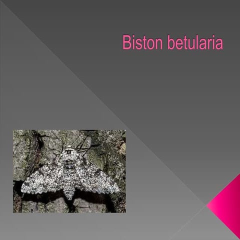 Biston betularia | PPTX