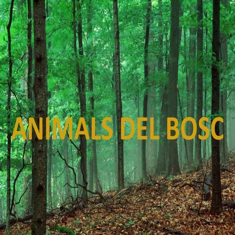 Bits animals del bosc | PPTX