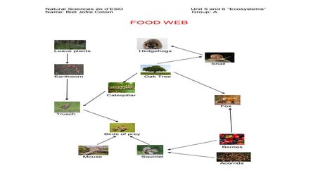 Rainforest Food Web