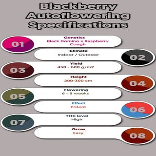 Blackberry autoflowering specifications | PDF