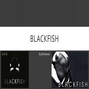 Black Fish Documentary Analysis | PPTX