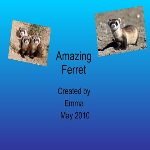Black footed ferret | PPT