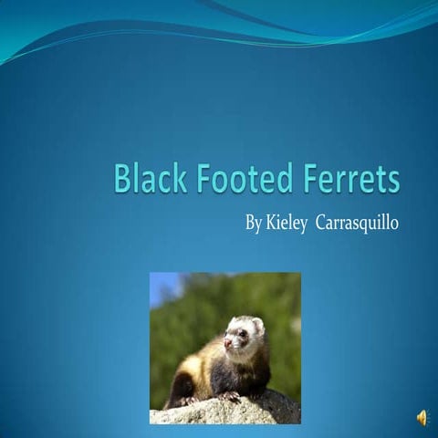 Black footed ferrets | PPTX