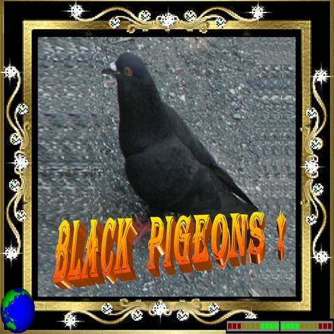 BLACK PIGEONS ! | PPS