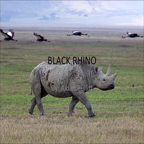 The black rhino pro | PPTX