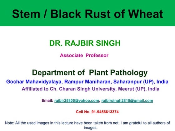 Black stem rust of wheat | PPT