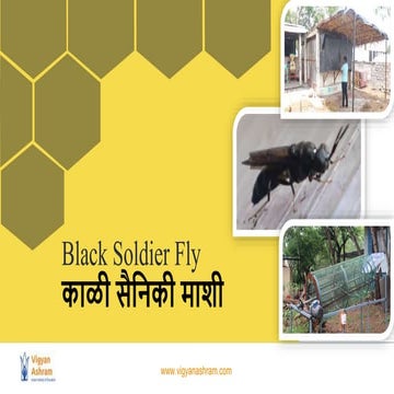 . Black soldier fly (BSF) | PPT