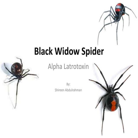 Black widow spider alpha latrotoxin edited | PPTX