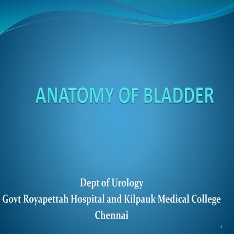 urinary Bladder anatomy 2 | PDF | Biological Sciences | Science