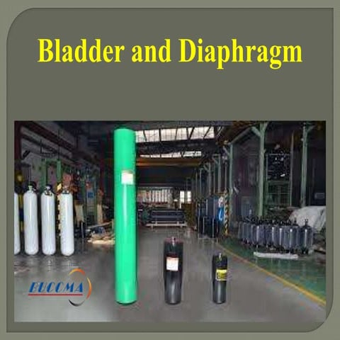 Bladder and Diaphragm.pptx