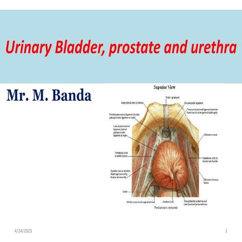 bladder, Prostate, Urethra.pptx
