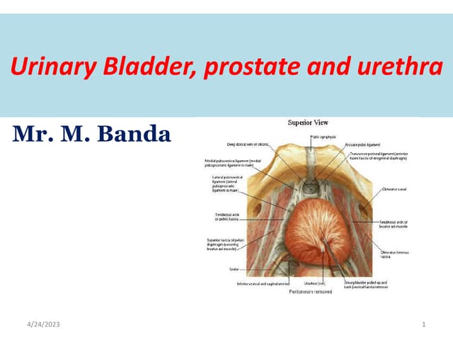 anatomy of Urinary bladder | PDF