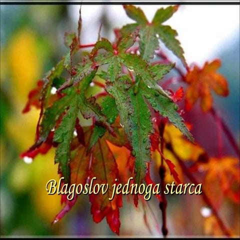 Blagoslov | PPS
