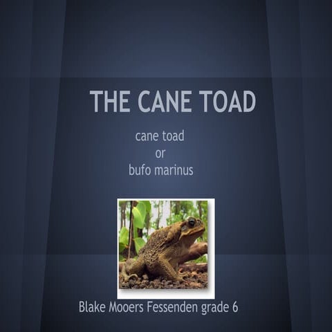 Blake the cane toad | PDF