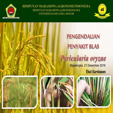 Blas padi | PPTX