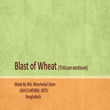 Blast of wheat(Morshed) | PPTX