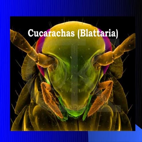 Blattaria | PDF