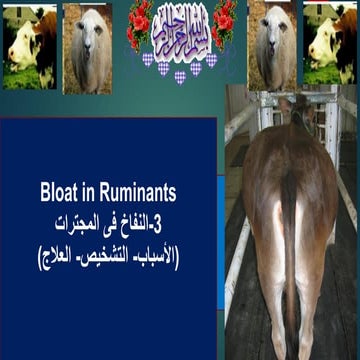 Bloat in ruminant prof.dr hamed attia | PDF