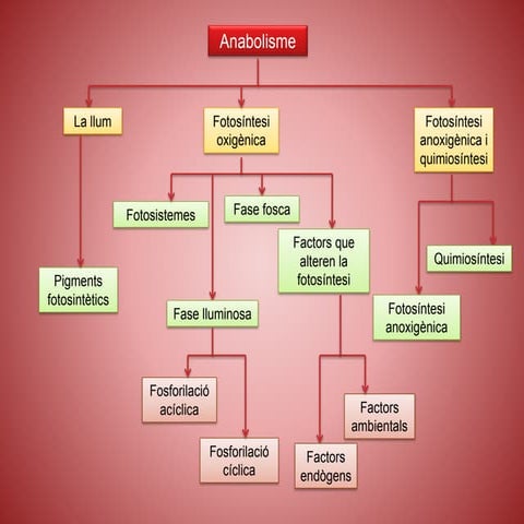 Biologia PAU. Metabolisme. Anabolisme. CAT | PPT