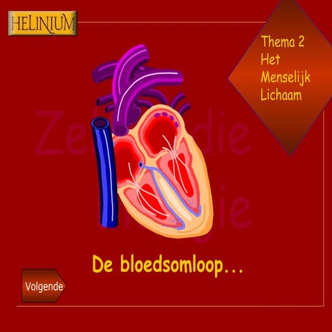 Bloedsomloop | PPS
