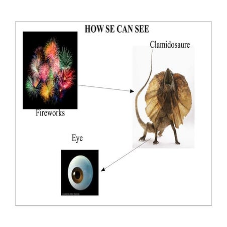 how we can see (year 6) | ODT