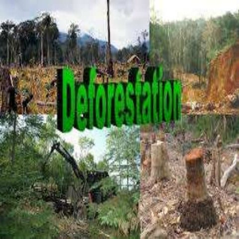 Deforestation | PPTX