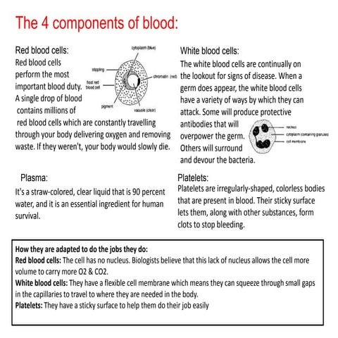 The Blood | PPT