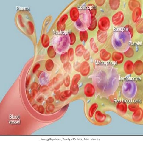 Blood - Prac. Histology | PPTX