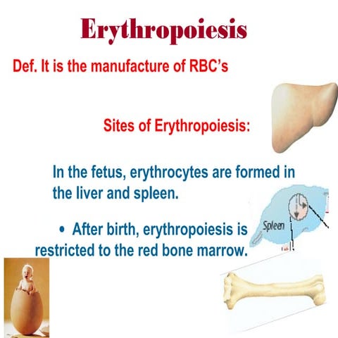 Blood #3, Erythropoiesis - Physiology | PPT