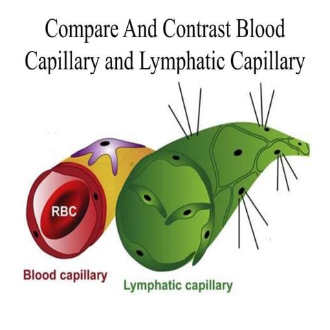 Blood capillary vs Lymphatic capillary | PPTX