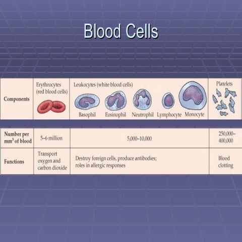 Blood cells | PPT